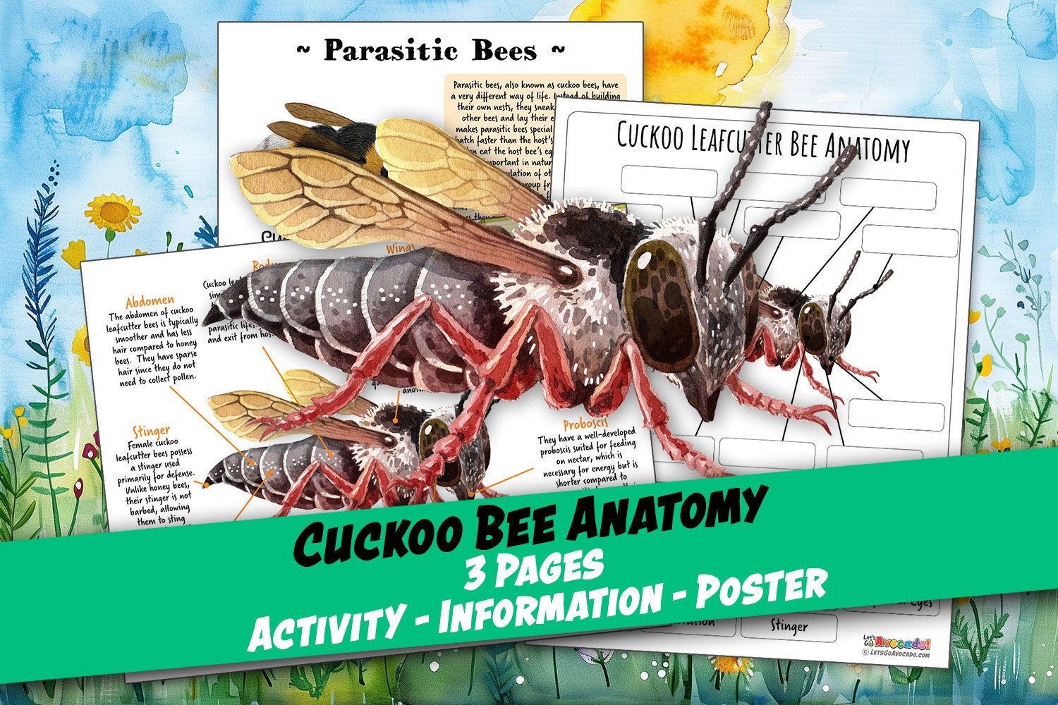 CUCKOO BEE ANATOMY Worksheet 3 Pages, Bee Poster and Labeling Activity ...