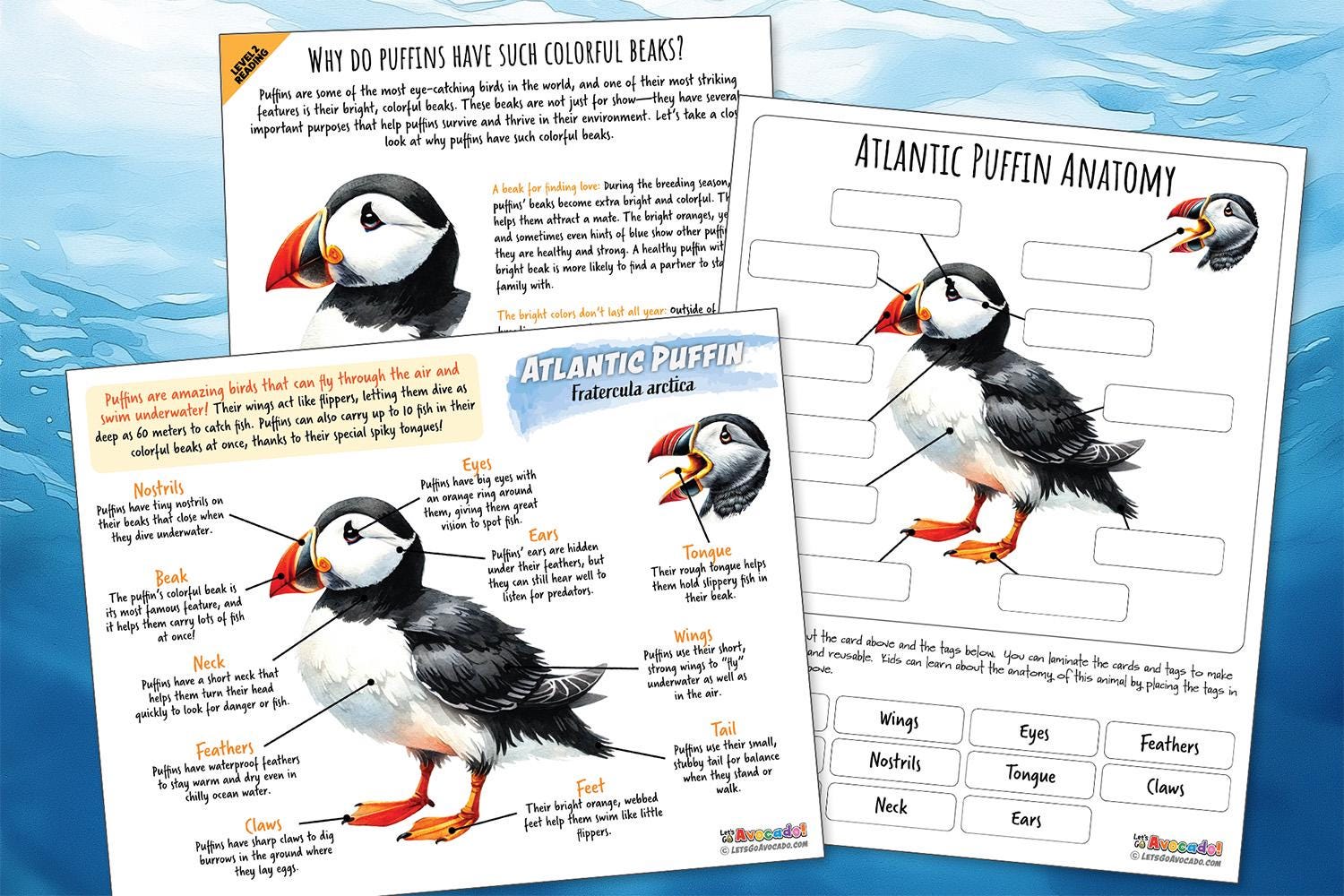 PUFFIN ANATOMY Worksheet 3 Pages, Poster and Labeling Activity ...