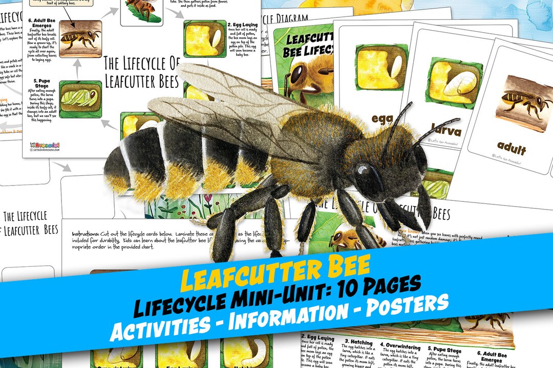 LEAFCUTTER BEE LIFECYCLE Worksheet 10 Pages, Poster and Labeling ...