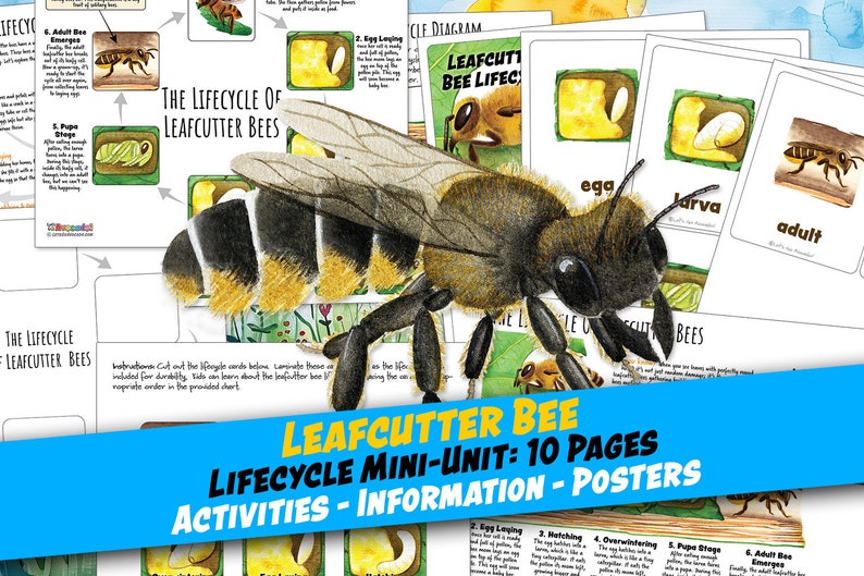 LEAFCUTTER BEE LIFECYCLE Worksheet 10 Pages, Poster and Labeling ...