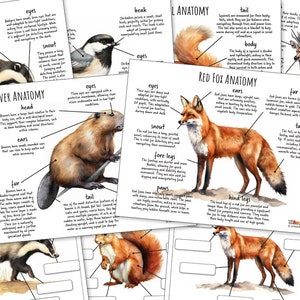 WINTER FOREST Animals Nature Unit, Winter Unit Study, Life Cycles ...