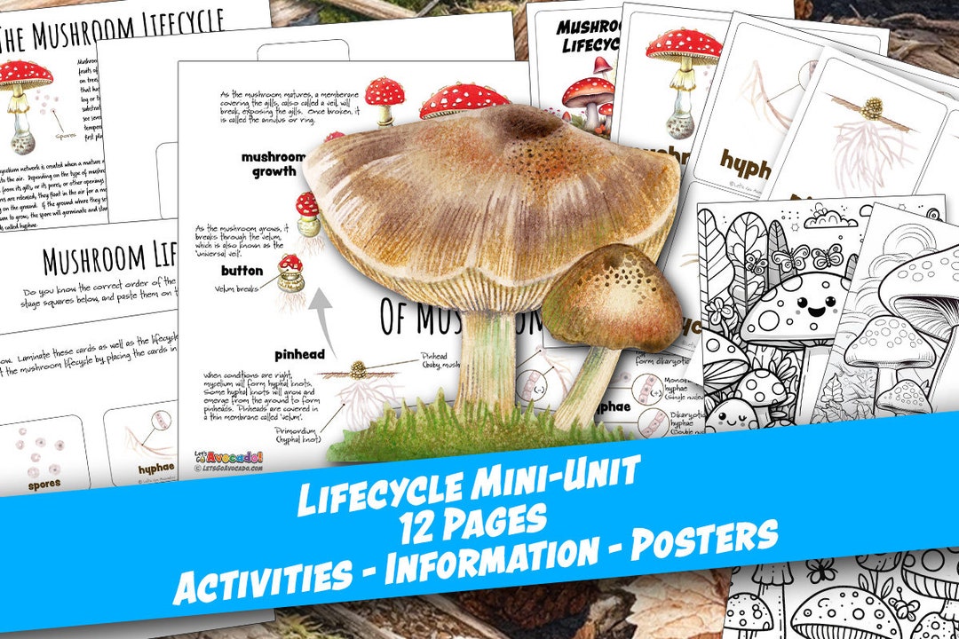 MUSHROOM LIFECYCLE Worksheet 12 Pages, Poster and Labeling Activity, 3 ...