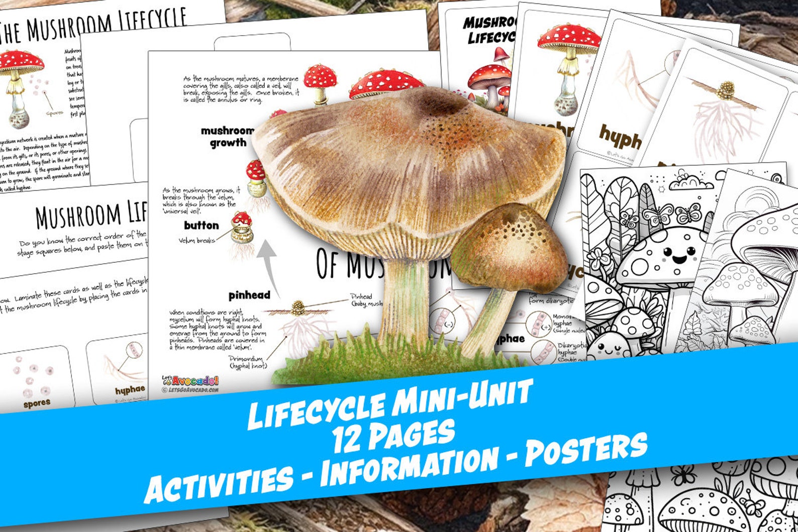 MUSHROOM LIFECYCLE Worksheet 12 Pages, Poster and Labeling Activity, 3 ...
