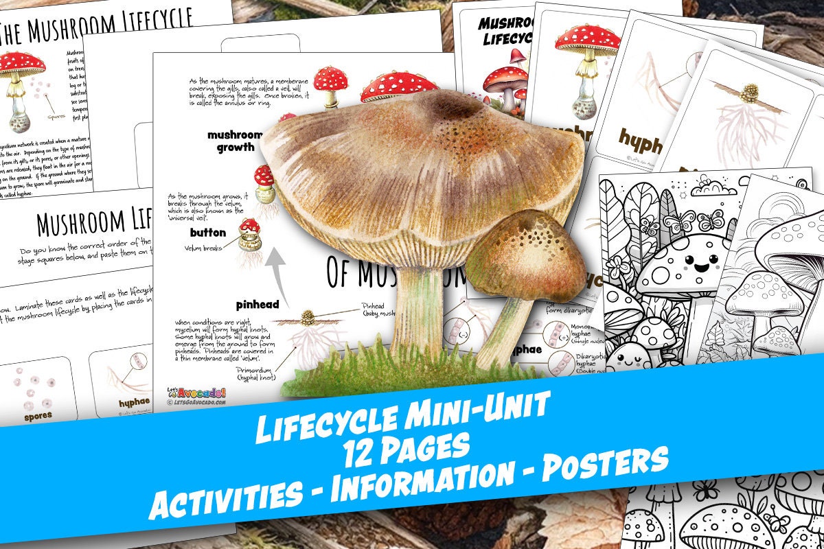 MUSHROOM LIFECYCLE Worksheet 12 Pages, Poster and Labeling Activity, 3 ...