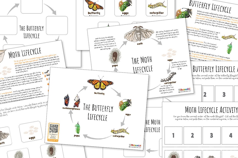 BUTTERFLY & MOTH Nature Study 88 Pages, Life Cycle, Anatomy, Unit Study ...