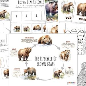 GRIZZLY BEAR LIFECYCLE Worksheet 11 Pages, Poster and Labeling Activity ...