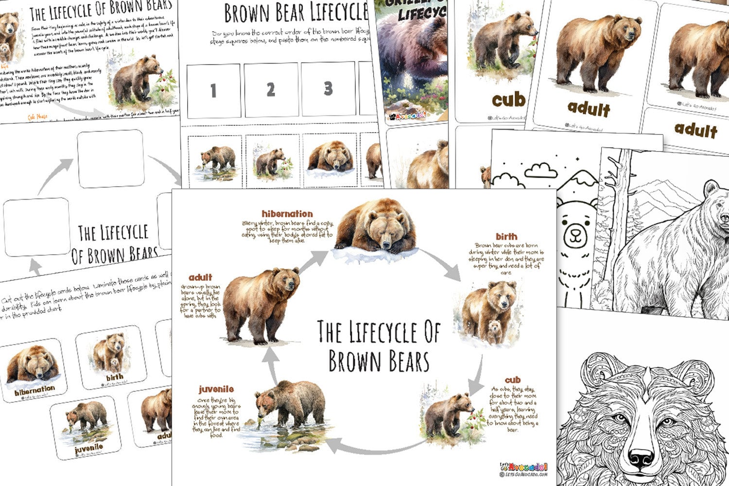 GRIZZLY BEAR LIFECYCLE Worksheet 11 Pages, Poster and Labeling Activity ...