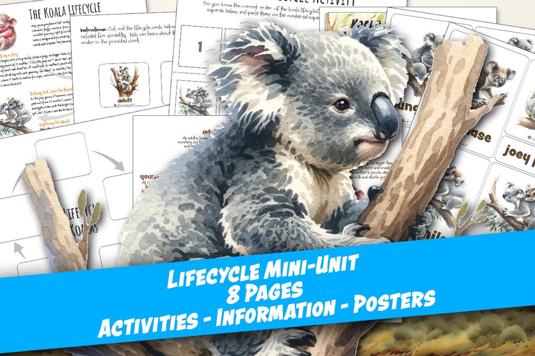 KOALA LIFECYCLE Worksheet 8 Pages, Poster and Labeling Activity, 3-part ...