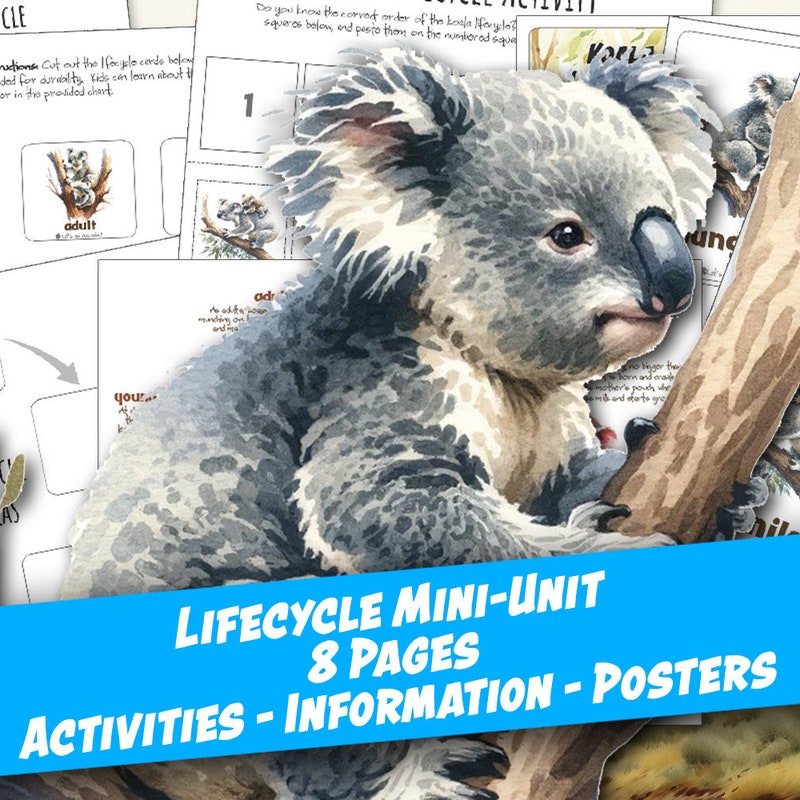 Koala Classroom Labels - Etsy