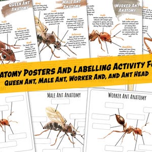 ANTS NATURE Study Unit, UPDATED, Huge Printables Collection, Lifecycle ...