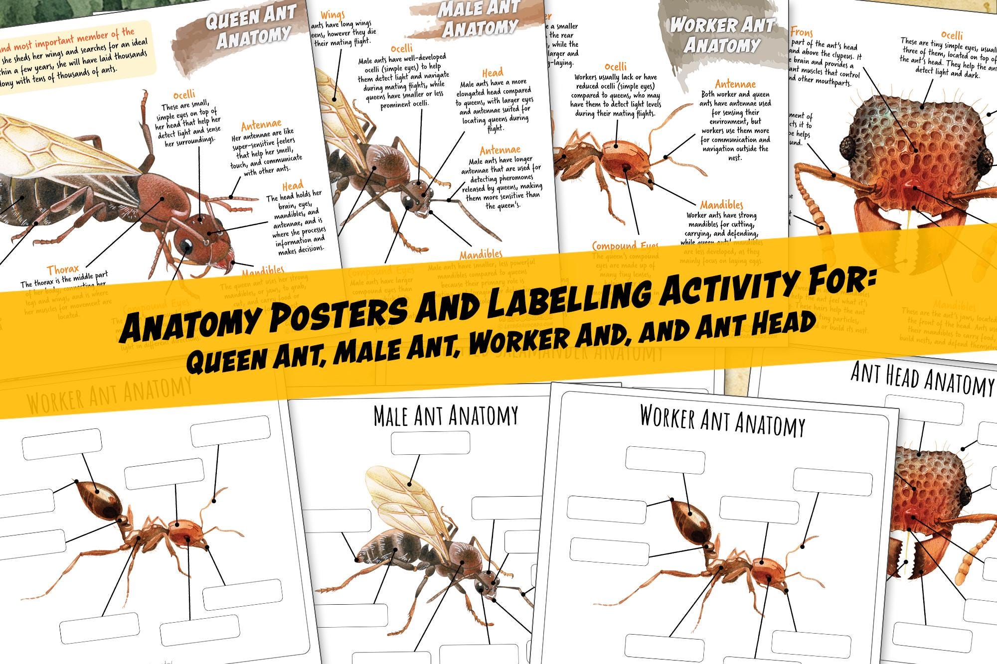 ANTS NATURE Study Unit, UPDATED, Huge Printables Collection, Lifecycle ...