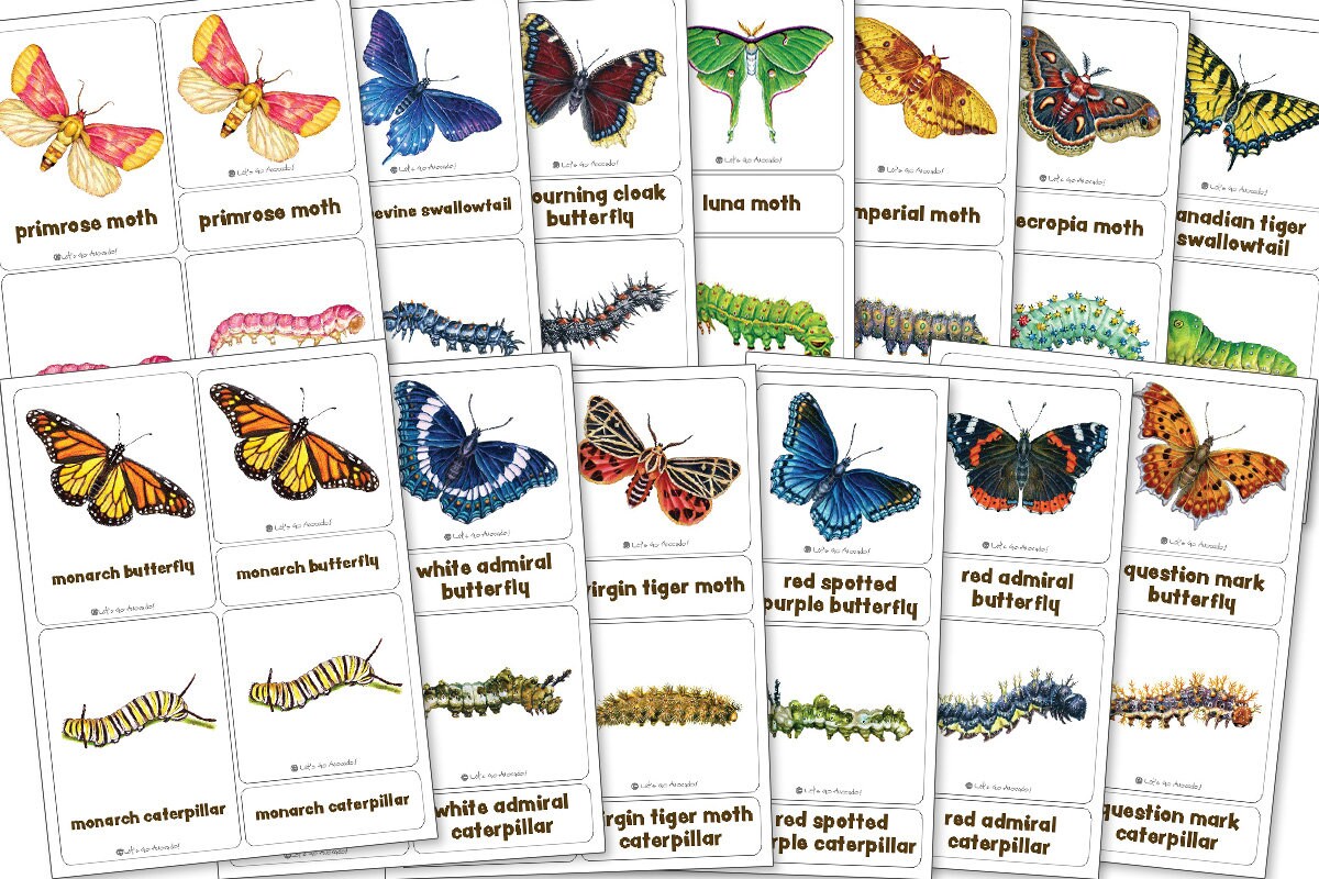 BUTTERFLY & MOTH Nature Study 88 Pages, Life Cycle, Anatomy, Unit Study ...