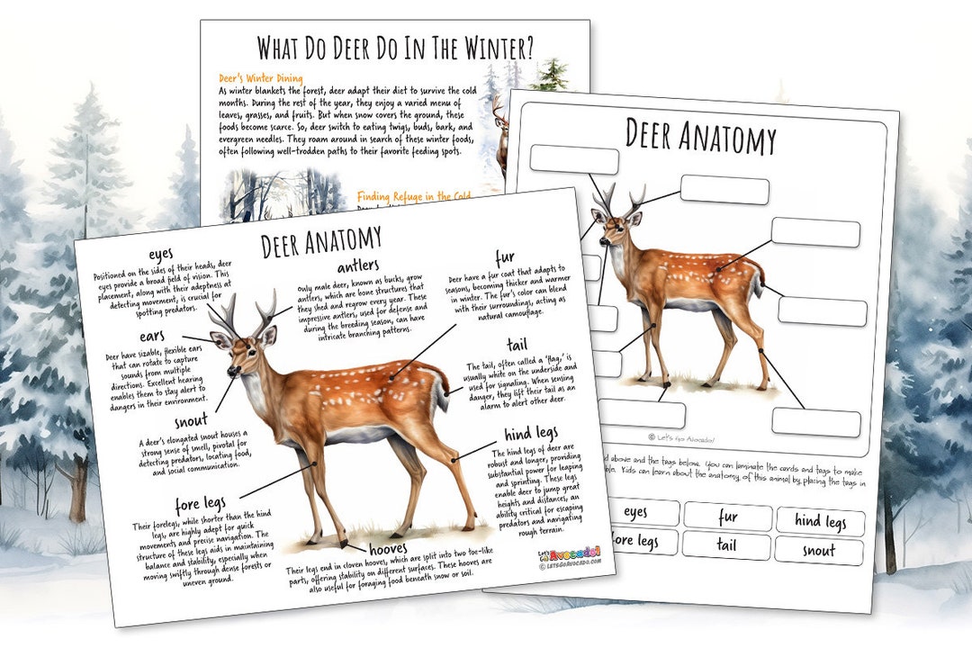 DEER ANATOMY Worksheet 3 Pages, Poster and Labeling Activity, Winter ...