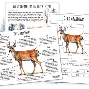 DEER ANATOMY Worksheet 3 Pages, Poster and Labeling Activity, Winter ...