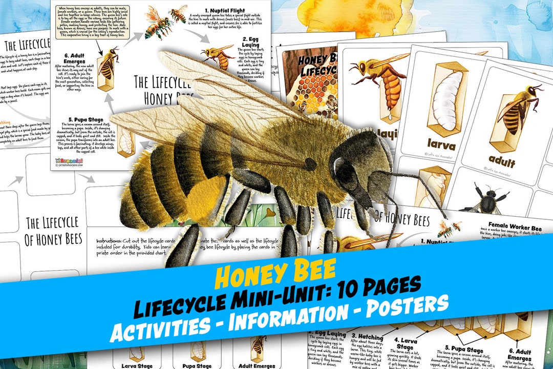 HONEY BEE LIFECYCLE Worksheet 10 Pages, Poster and Labeling Activity, 3 ...