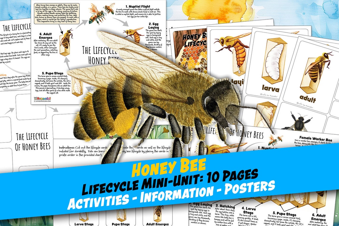HONEY BEE LIFECYCLE Worksheet 10 Pages, Poster and Labeling Activity, 3 ...