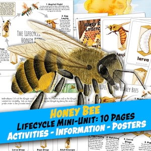 HONEY BEE LIFECYCLE Worksheet 10 Pages, Poster and Labeling Activity, 3 ...