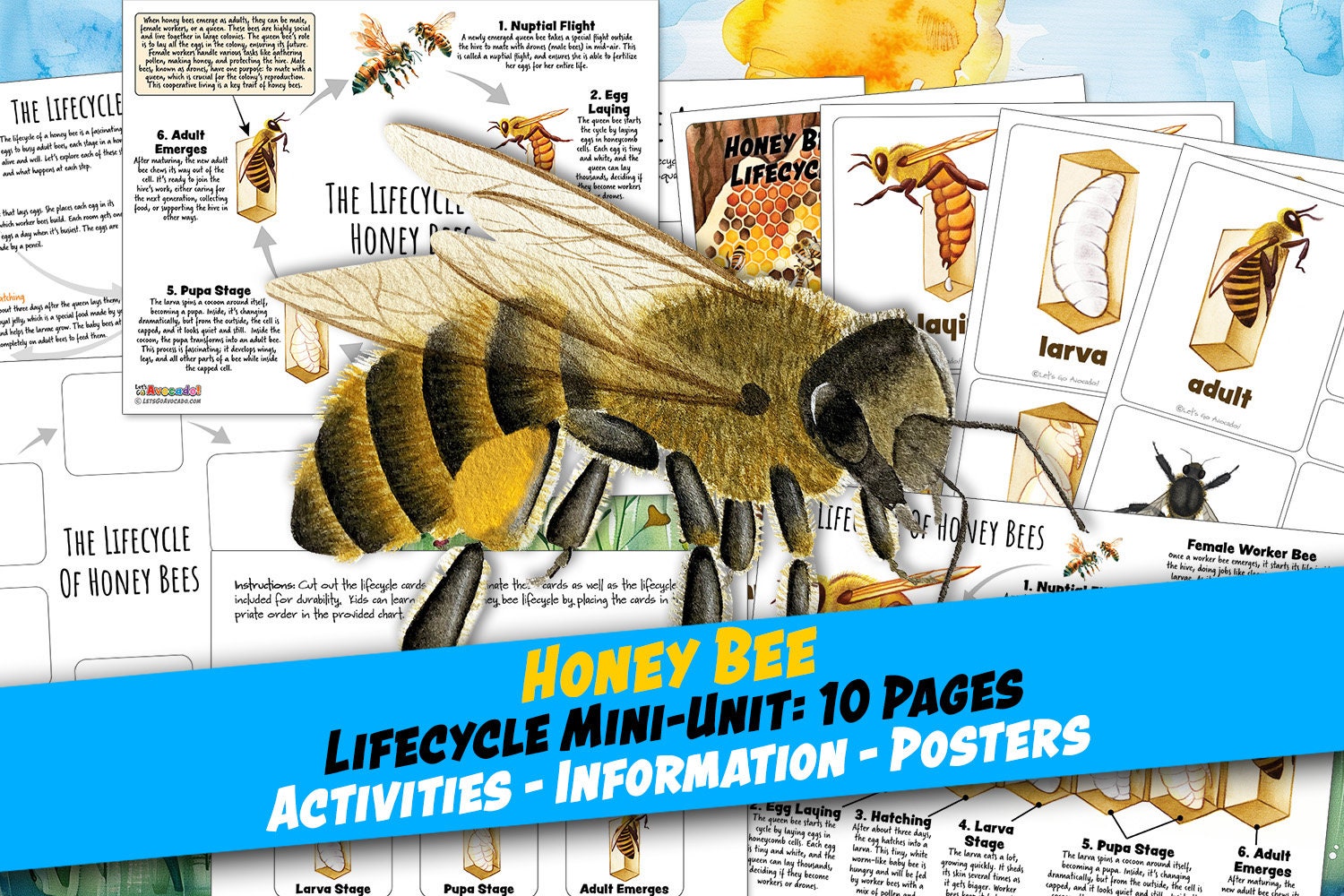 HONEY BEE LIFECYCLE Worksheet 10 Pages, Poster and Labeling Activity, 3 ...
