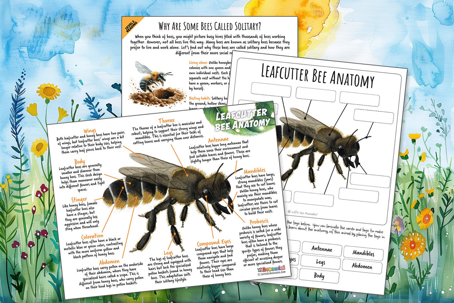 LEAFCUTTER BEE ANATOMY Worksheet 3 Pages, Bee Poster and Labeling ...