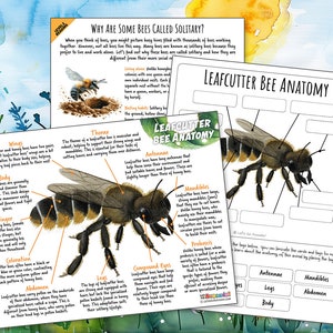 LEAFCUTTER BEE ANATOMY Worksheet 3 Pages, Bee Poster and Labeling ...