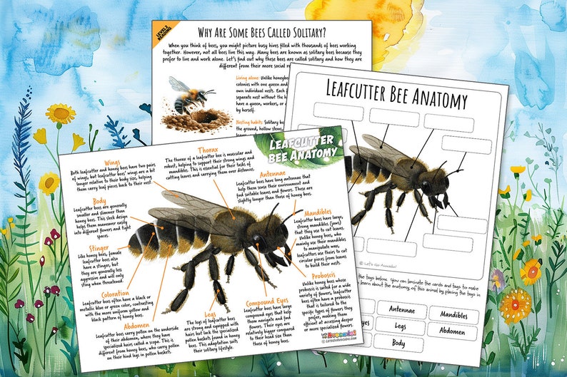 LEAFCUTTER BEE ANATOMY Worksheet 3 Pages, Bee Poster and Labeling ...