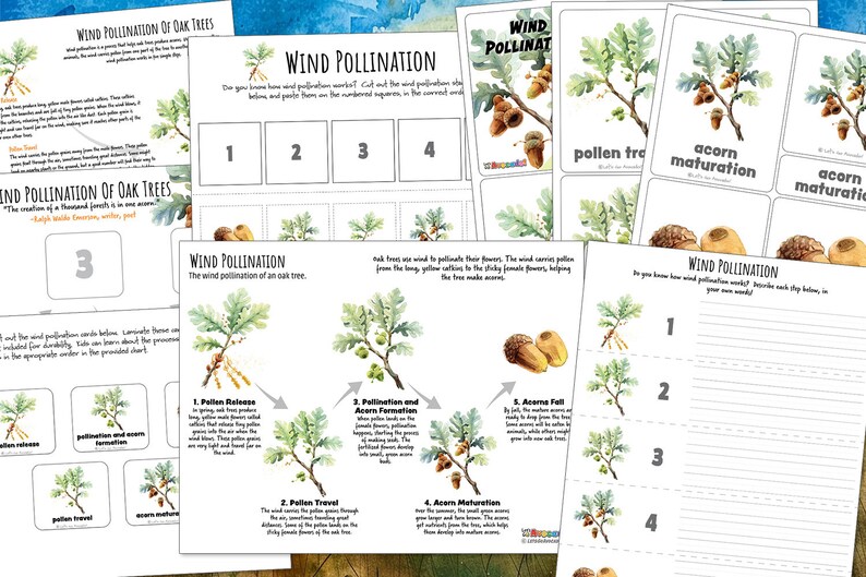 WIND POLLINATION of Oak Tree, Worksheets 9 Pages, Poster and Labeling ...