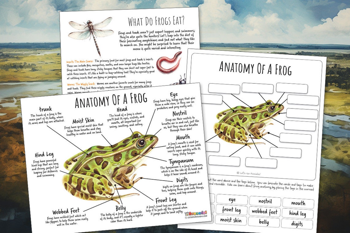 FROG ANATOMY Worksheet 3 Pages, Poster and Labeling Activity, Winter ...