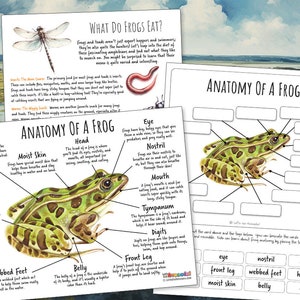 FROG ANATOMY Worksheet 3 Pages, Poster and Labeling Activity, Winter ...