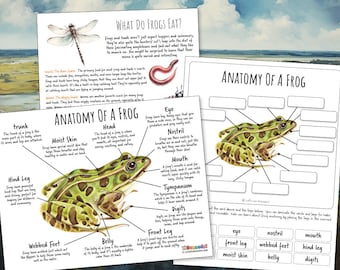 LEAFCUTTER BEE ANATOMY Worksheet 3 Pages, Bee Poster and Labeling ...