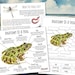 FROG Anatomy Worksheet 3 Pages, Poster and Labeling Activity, Winter ...