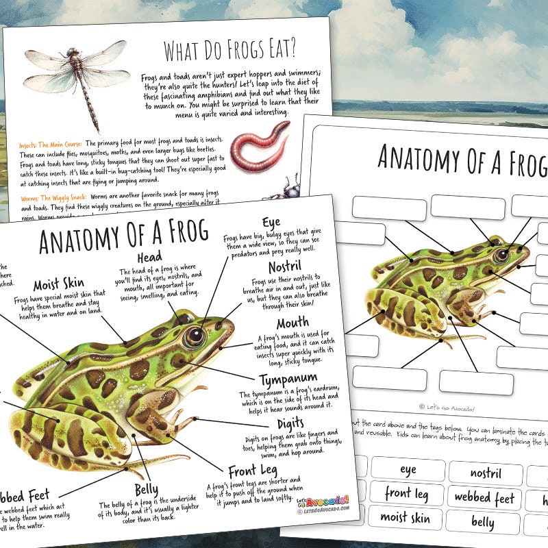 Frog Anatomy - Etsy