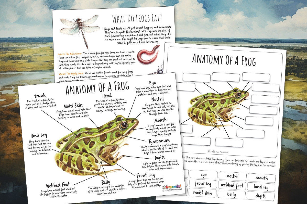 FROG ANATOMY Worksheet 3 Pages, Poster and Labeling Activity, Winter ...