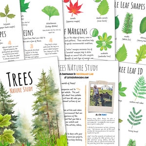 TREE Nature Unit, HUGE Printables Collection, Leaf Shape, Life Cycle ...