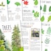 TREE Nature Unit, HUGE Printables Collection, Leaf Shape, Life Cycle ...