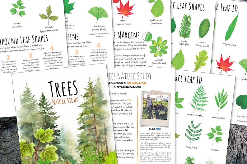 TREE Nature Unit, HUGE Printables Collection, Leaf Shape, Life Cycle ...