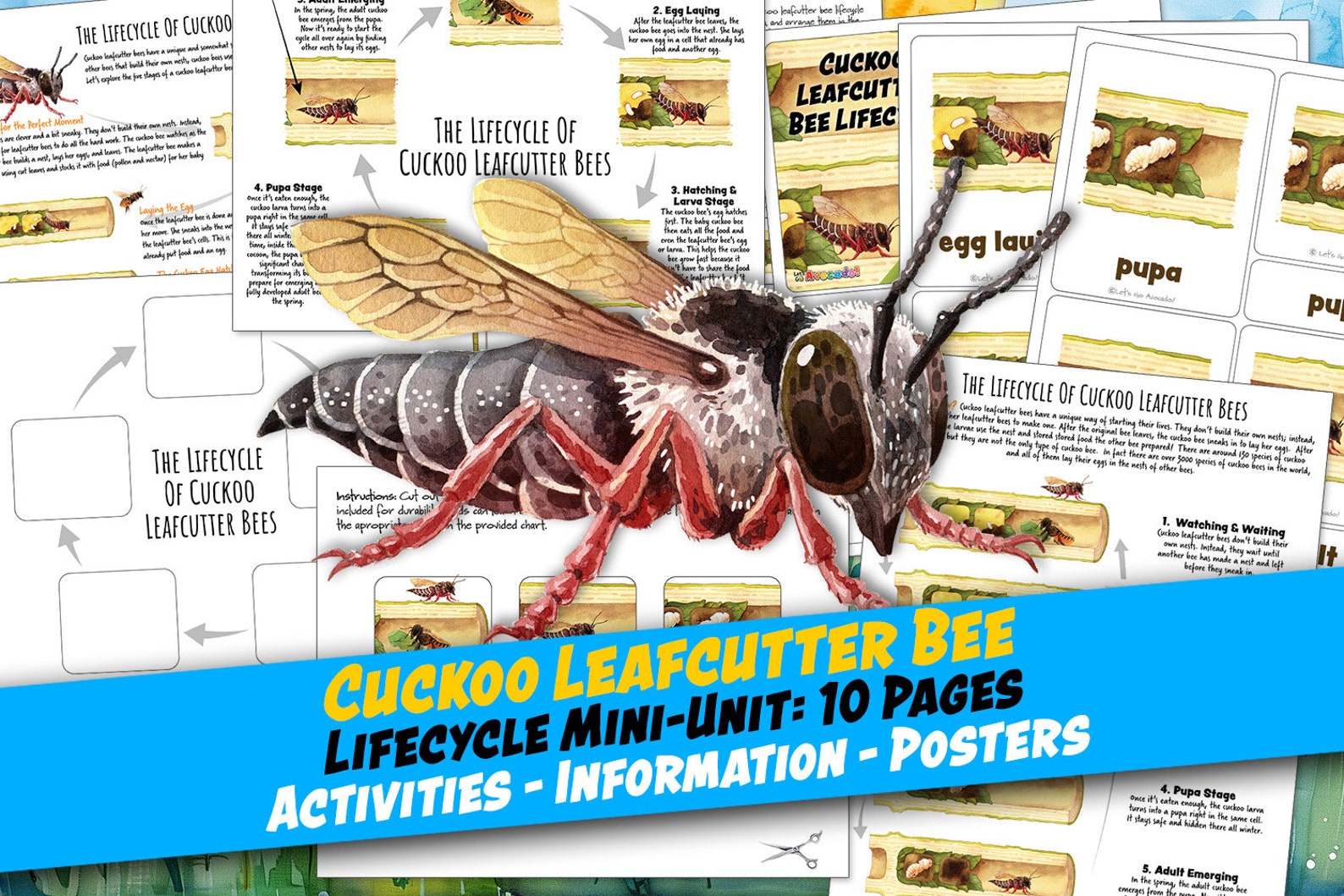 CUCKOO BEE LIFECYCLE Worksheet 10 Pages, Poster and Labeling Activity ...