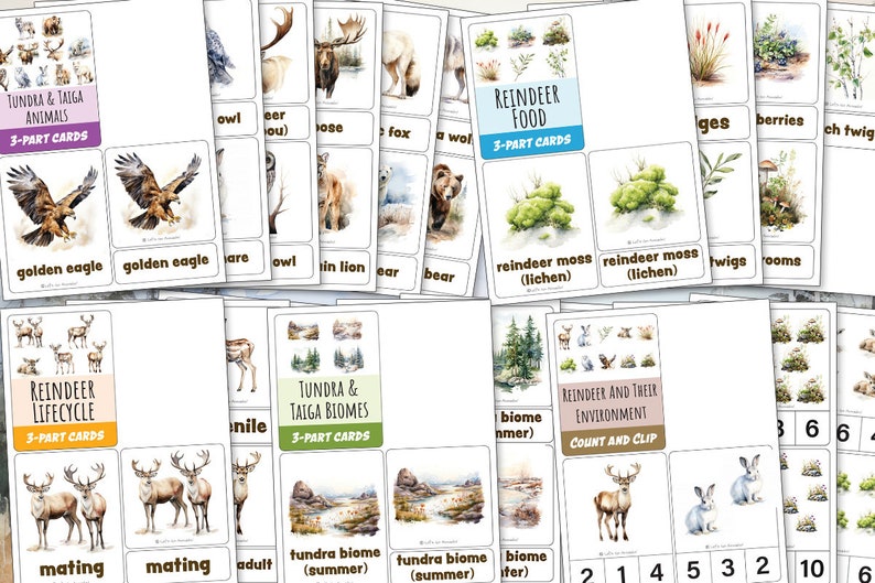 REINDEER Caribou Nature Unit Study, Printables, Lifecycle, Migration ...