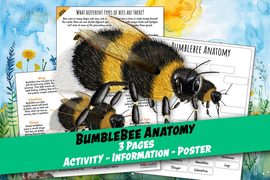 BUMBLEBEE ANATOMY Worksheet 3 Pages, Bee Poster and Labeling Activity ...