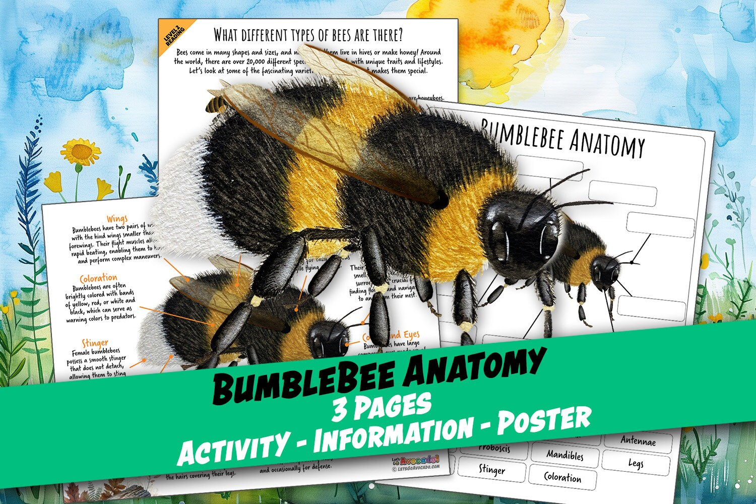 BUMBLEBEE ANATOMY Worksheet 3 Pages, Bee Poster and Labeling Activity ...