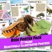 BEE POSTERS, Species Posters, Lifecycle, Anatomy, Information Poster ...