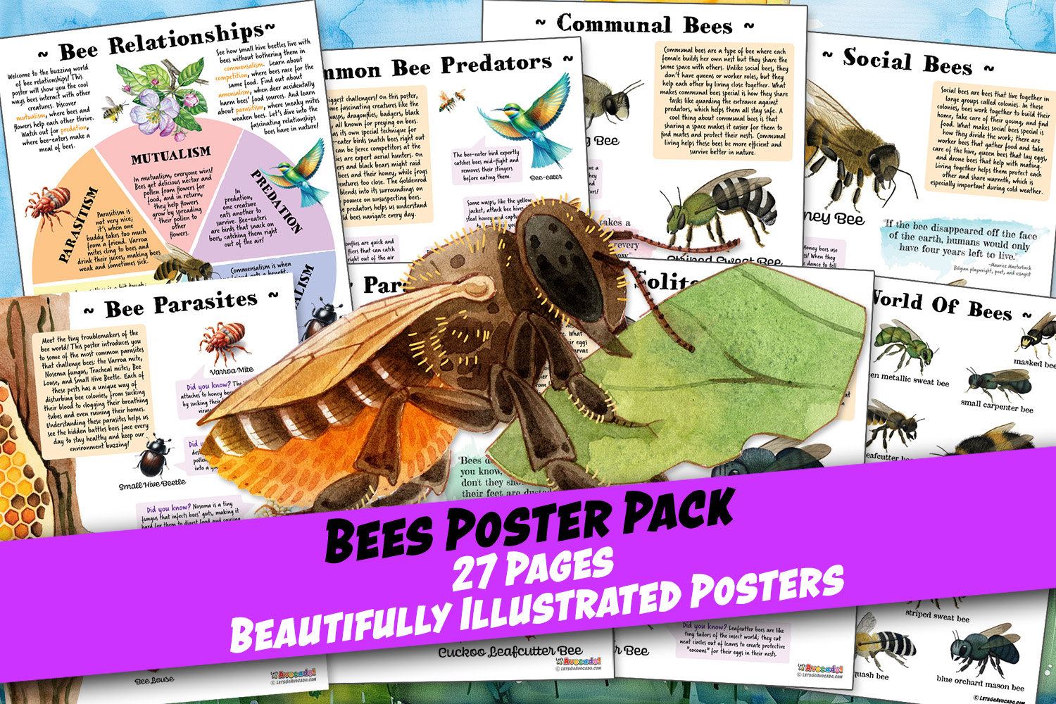 BEE POSTERS, Species Posters, Lifecycle, Anatomy, Information Poster ...