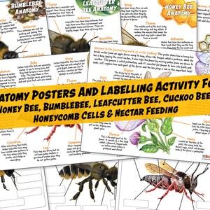 BEES NATURE STUDY Unit, Huge Printables Collection, Life Cycle, Anatomy ...