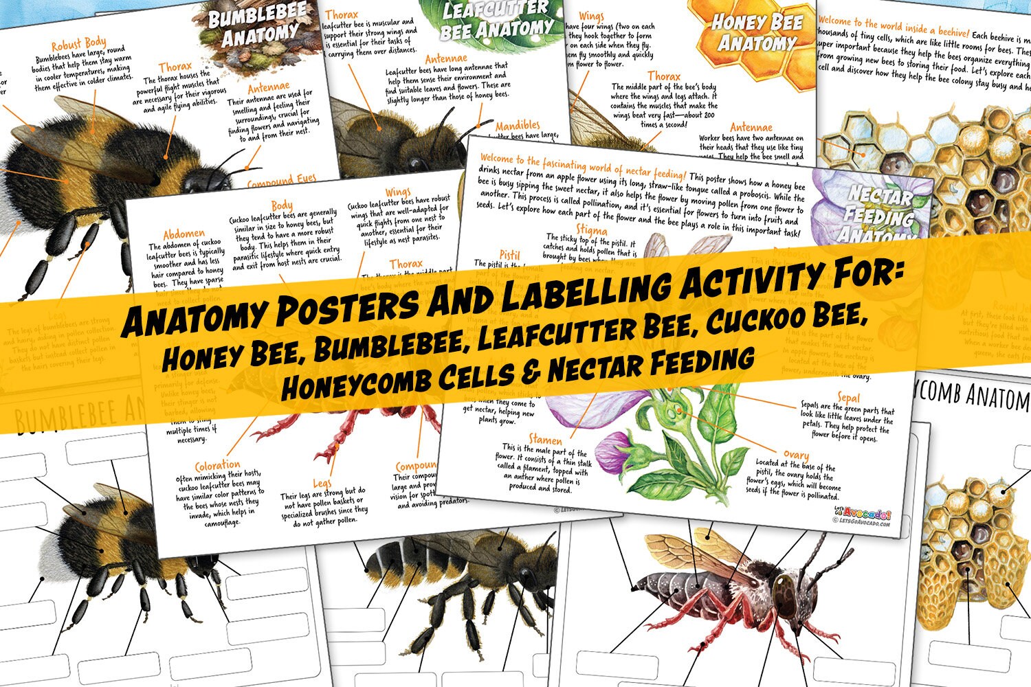 BEES NATURE STUDY Unit, Huge Printables Collection, Life Cycle, Anatomy ...