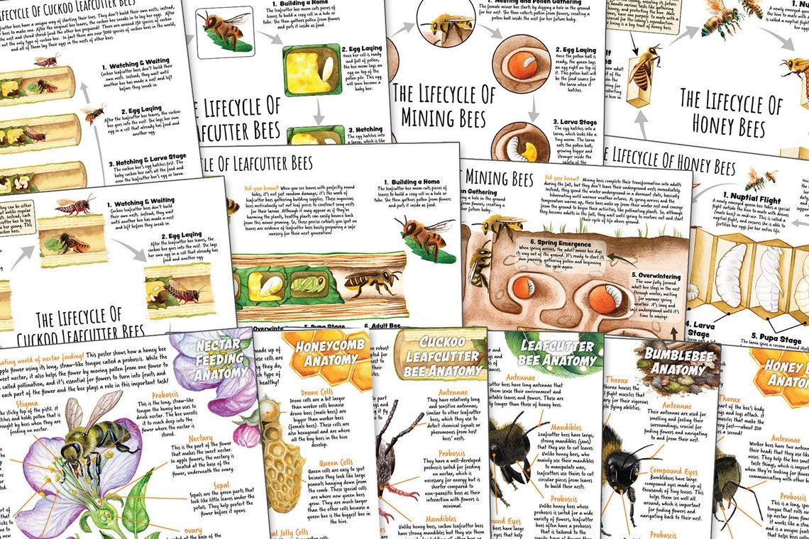 BEE POSTERS, Species Posters, Lifecycle, Anatomy, Information Poster ...