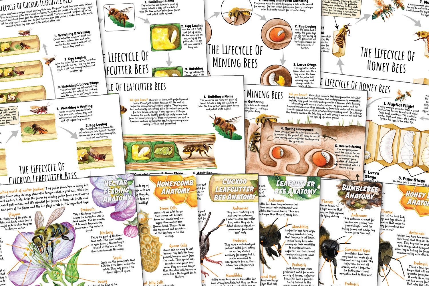 BEE POSTERS, Species Posters, Lifecycle, Anatomy, Information Poster ...