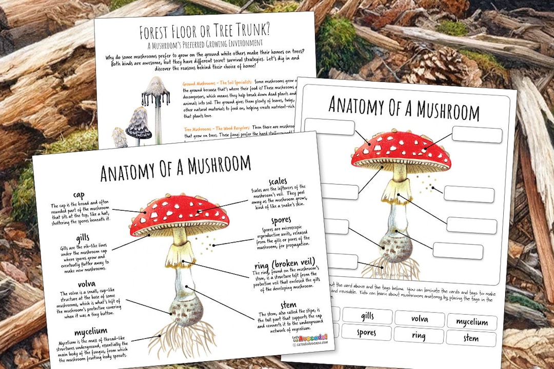 MUSHROOMS ANATOMY Worksheet 3 Pages, Poster and Labeling Activity ...