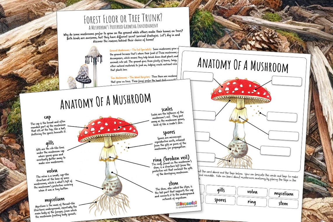 MUSHROOMS ANATOMY Worksheet 3 Pages, Poster and Labeling Activity ...