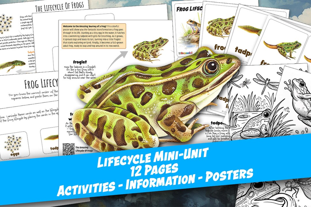 FROG LIFECYCLE Worksheet 12 Pages, Poster and Labeling Activity, 3-part ...