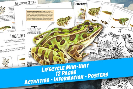 Feuille De Travail Sur Le Cycle De Vie De La Grenouille