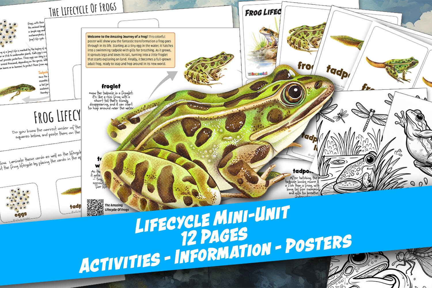FROG LIFECYCLE Worksheet 12 Pages, Poster and Labeling Activity, 3-part ...